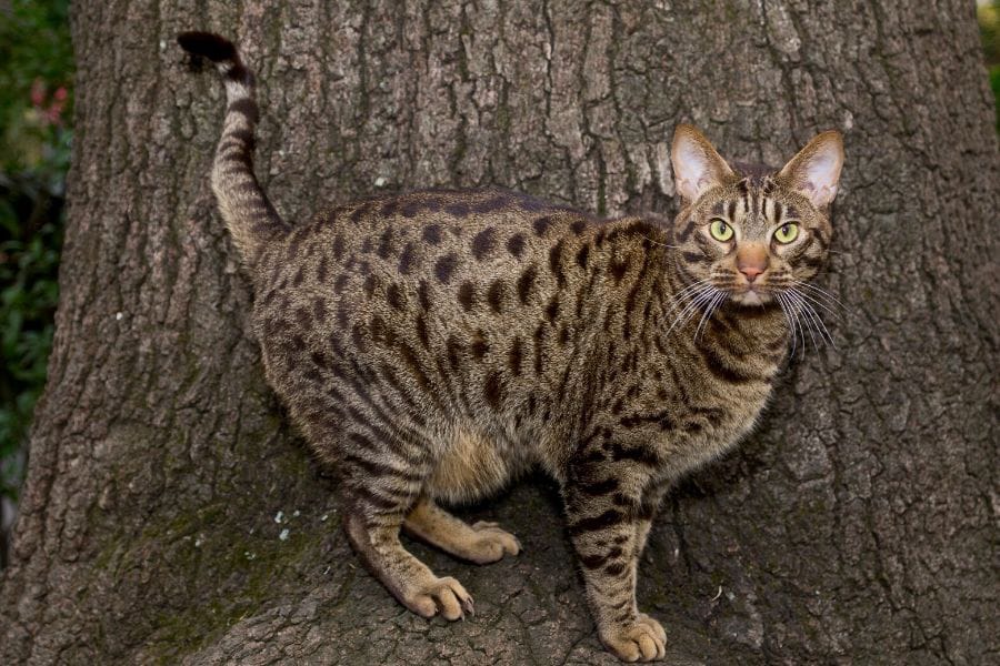Top 10 Hypoallergenic Cat Breeds [Perfect for Allergy Sufferers!]
