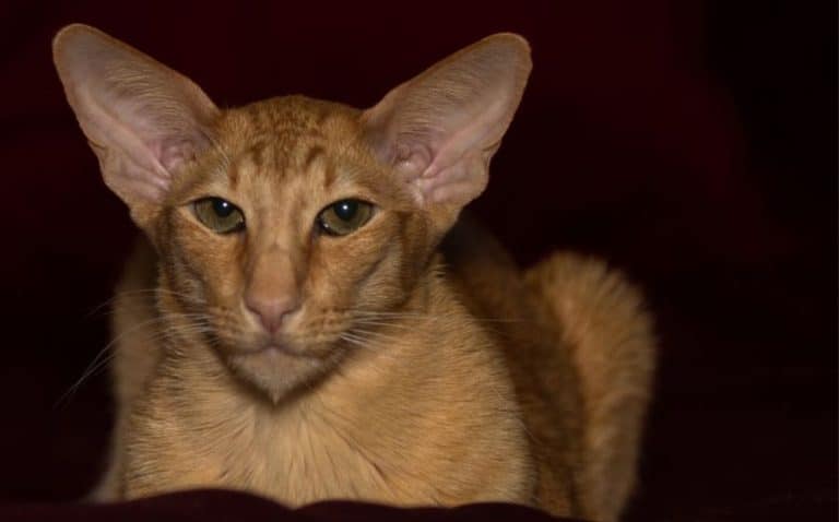 Top 10 Hypoallergenic Cat Breeds [Perfect for Allergy Sufferers!]